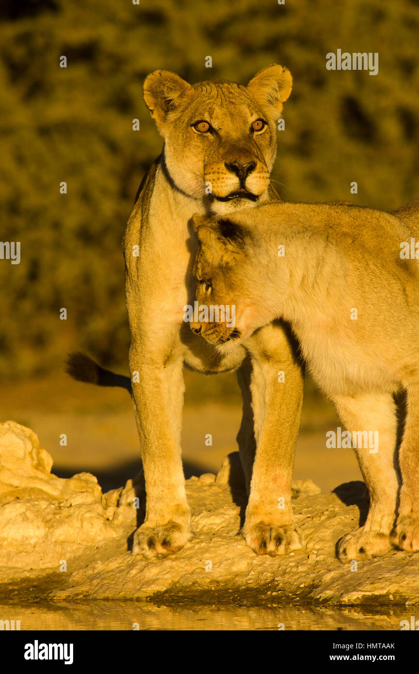 Cubitje quap waterhole hi-res stock photography and images - Alamy