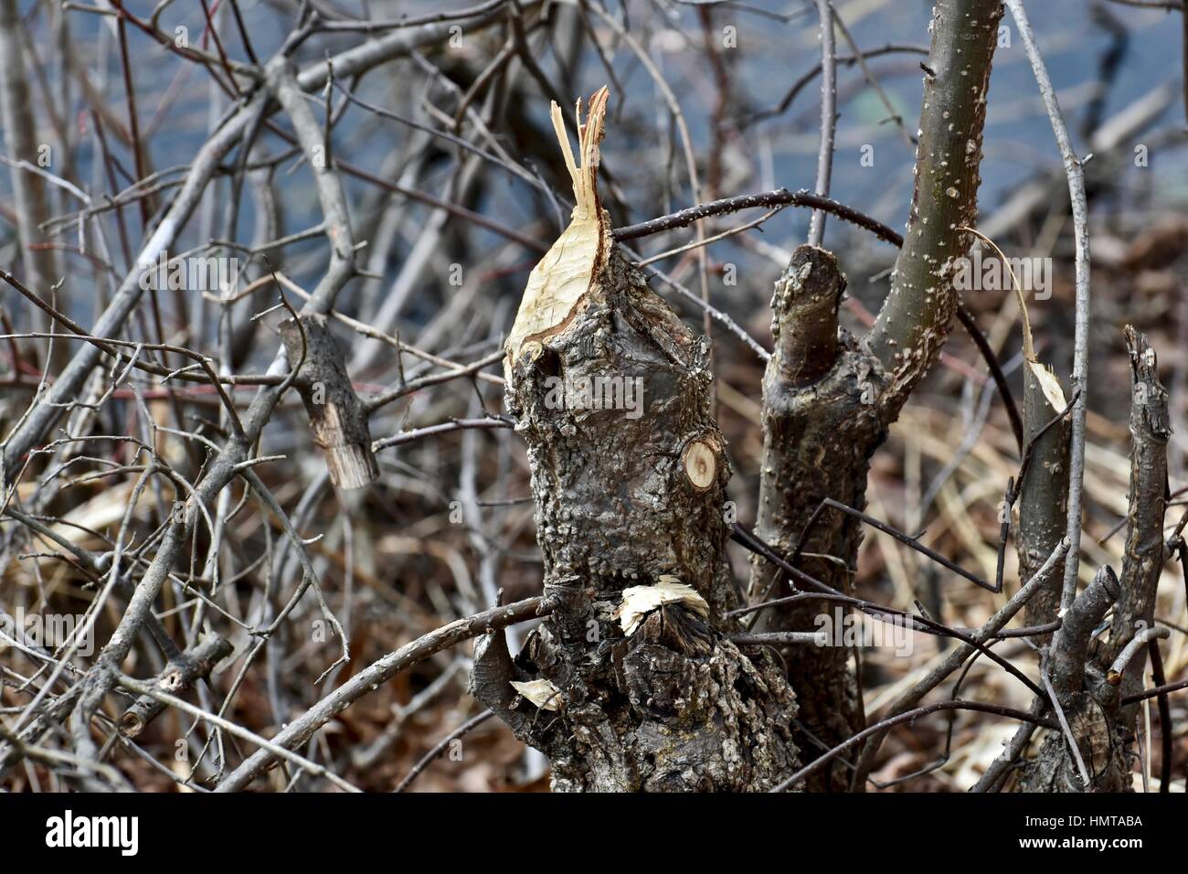 Tree cut by beaver Stock Photo - Alamy