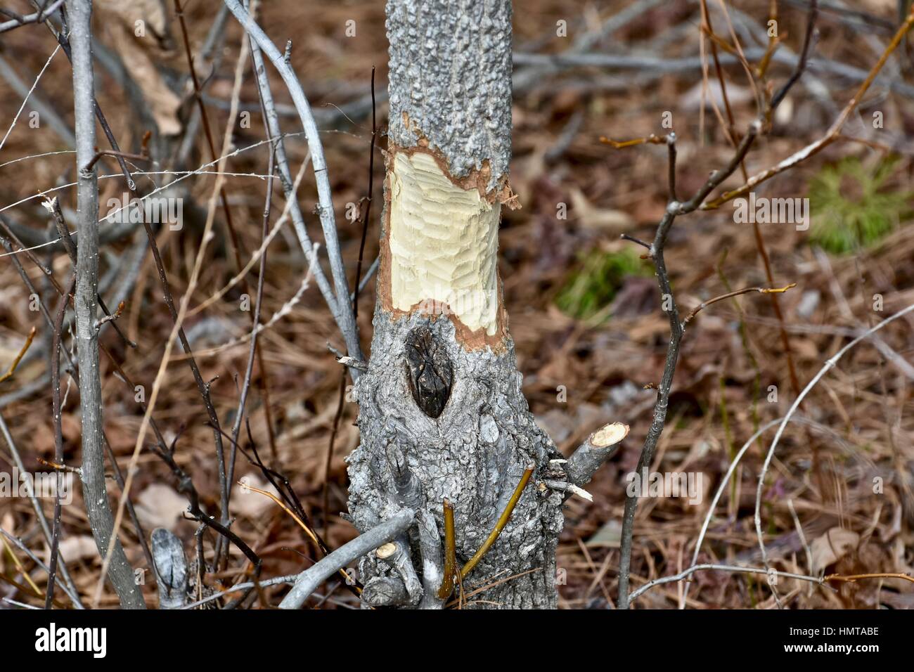 Tree cut by beaver Stock Photo - Alamy