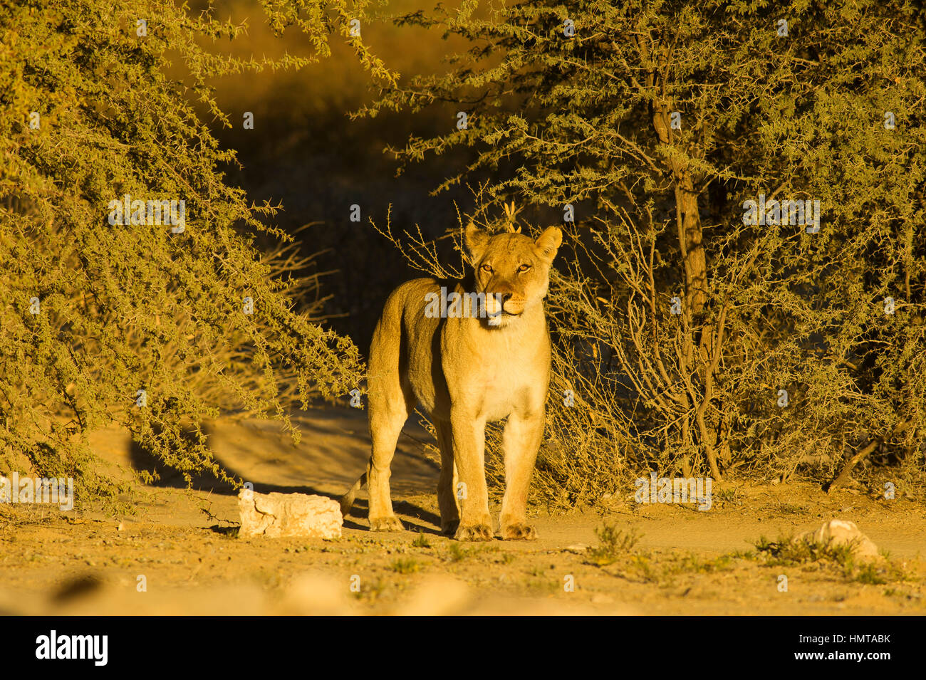 Lioness (Panthera leo) at Cubitje Quap waterhole, Lgalagadi ...