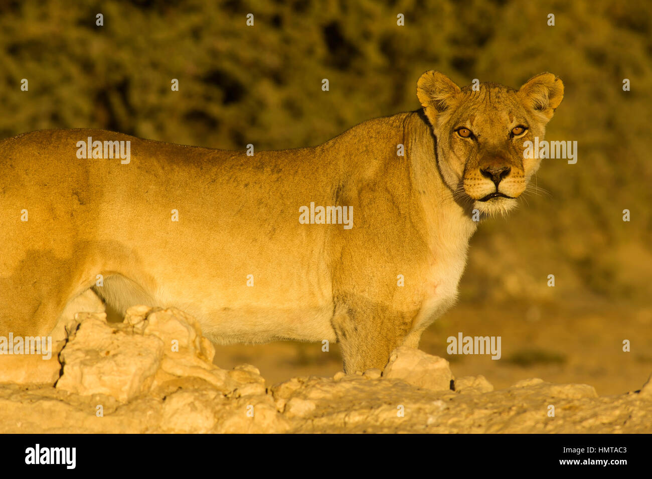 Lioness (Panthera leo) at Cubitje Quap waterhole, Lgalagadi ...