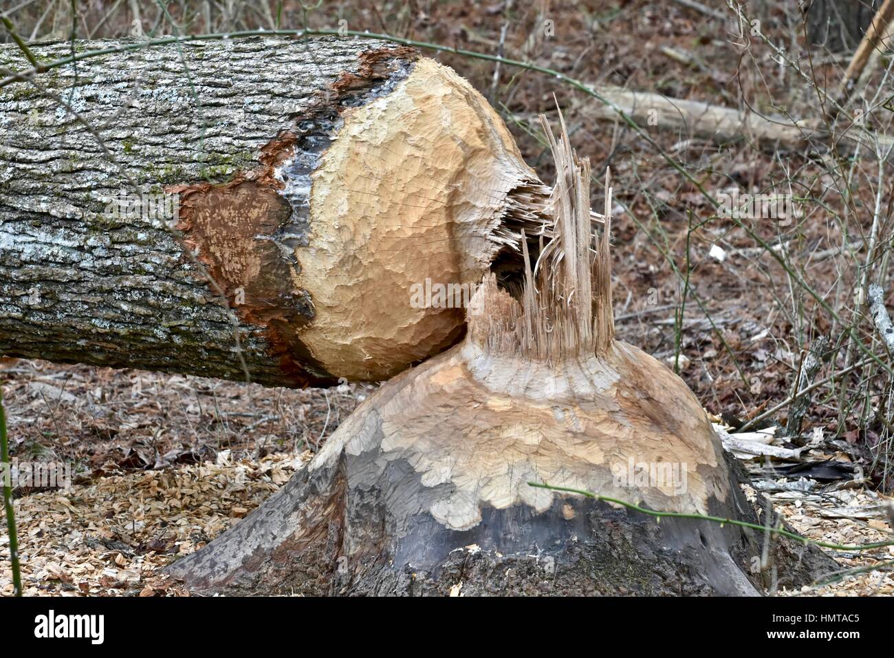 Large tree chopped down by beaver Stock Photo - Alamy