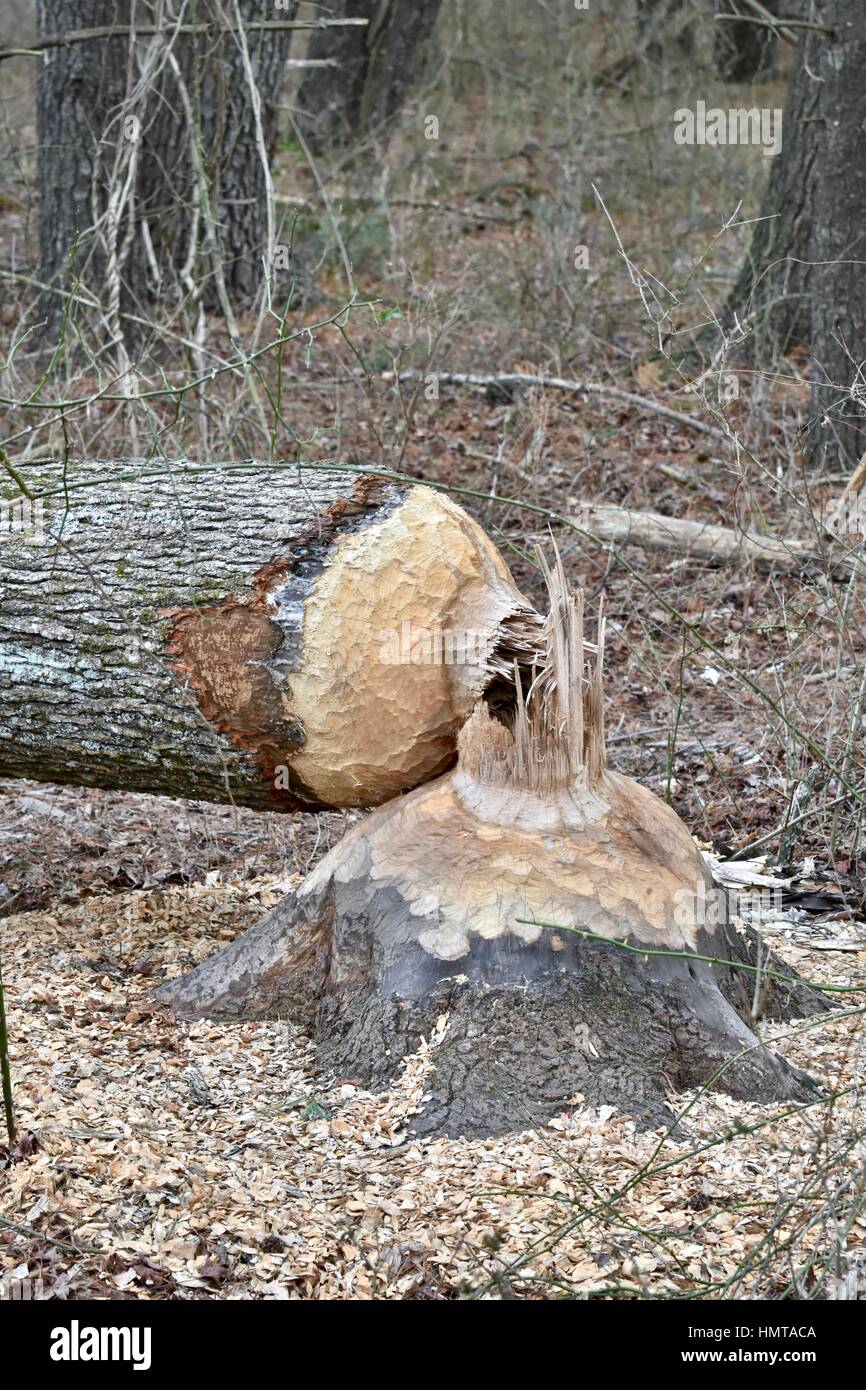 Large tree chopped down by beaver Stock Photo - Alamy