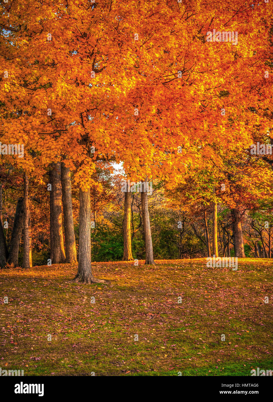 Colorful autumn leaves in michigan park Stock Photo - Alamy