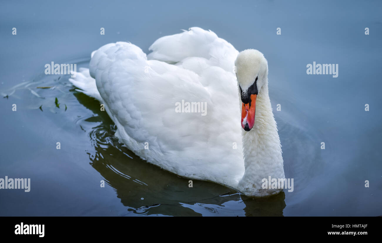 Swan nose hi-res stock photography and images - Alamy
