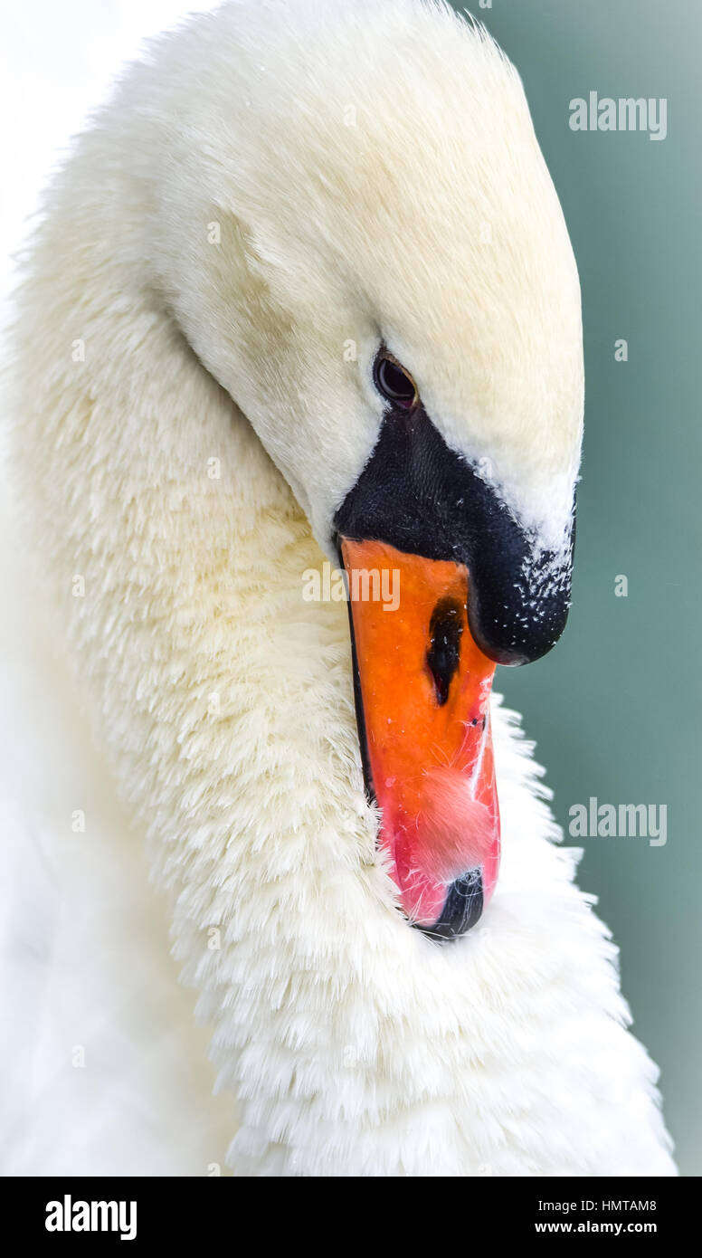 Swan nose hi-res stock photography and images - Alamy