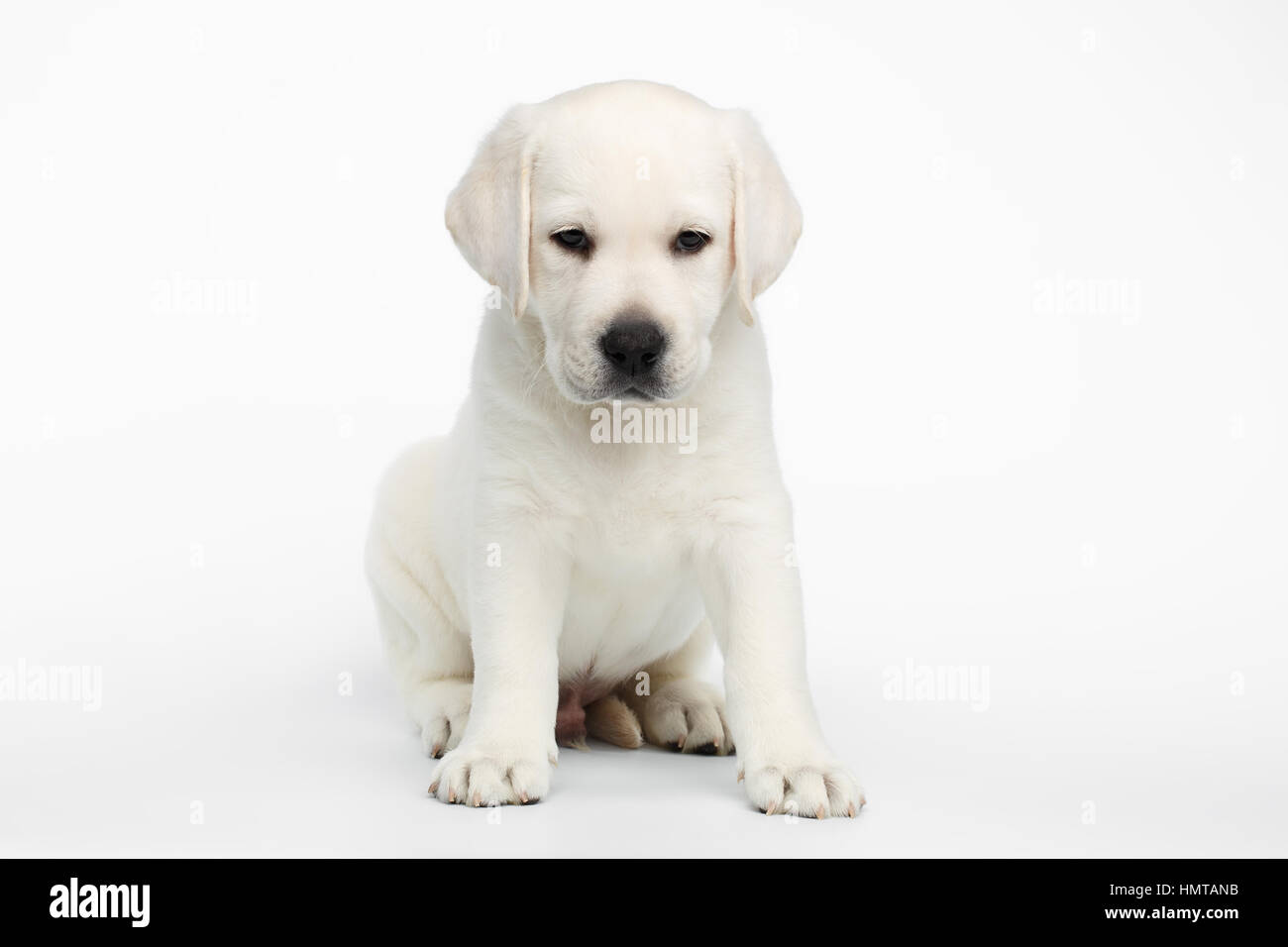 Labrador puppy on white background Stock Photo - Alamy