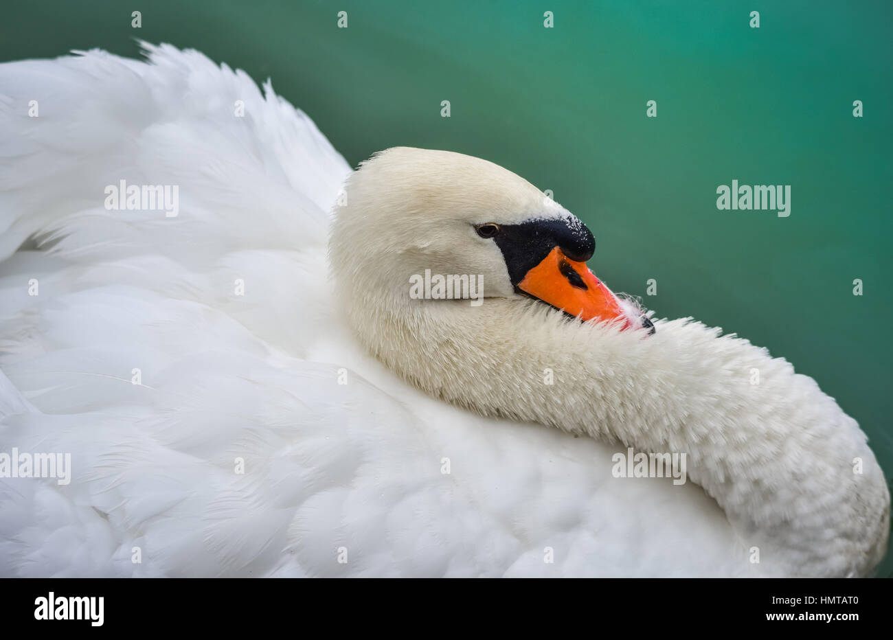 Swan nose hi-res stock photography and images - Alamy
