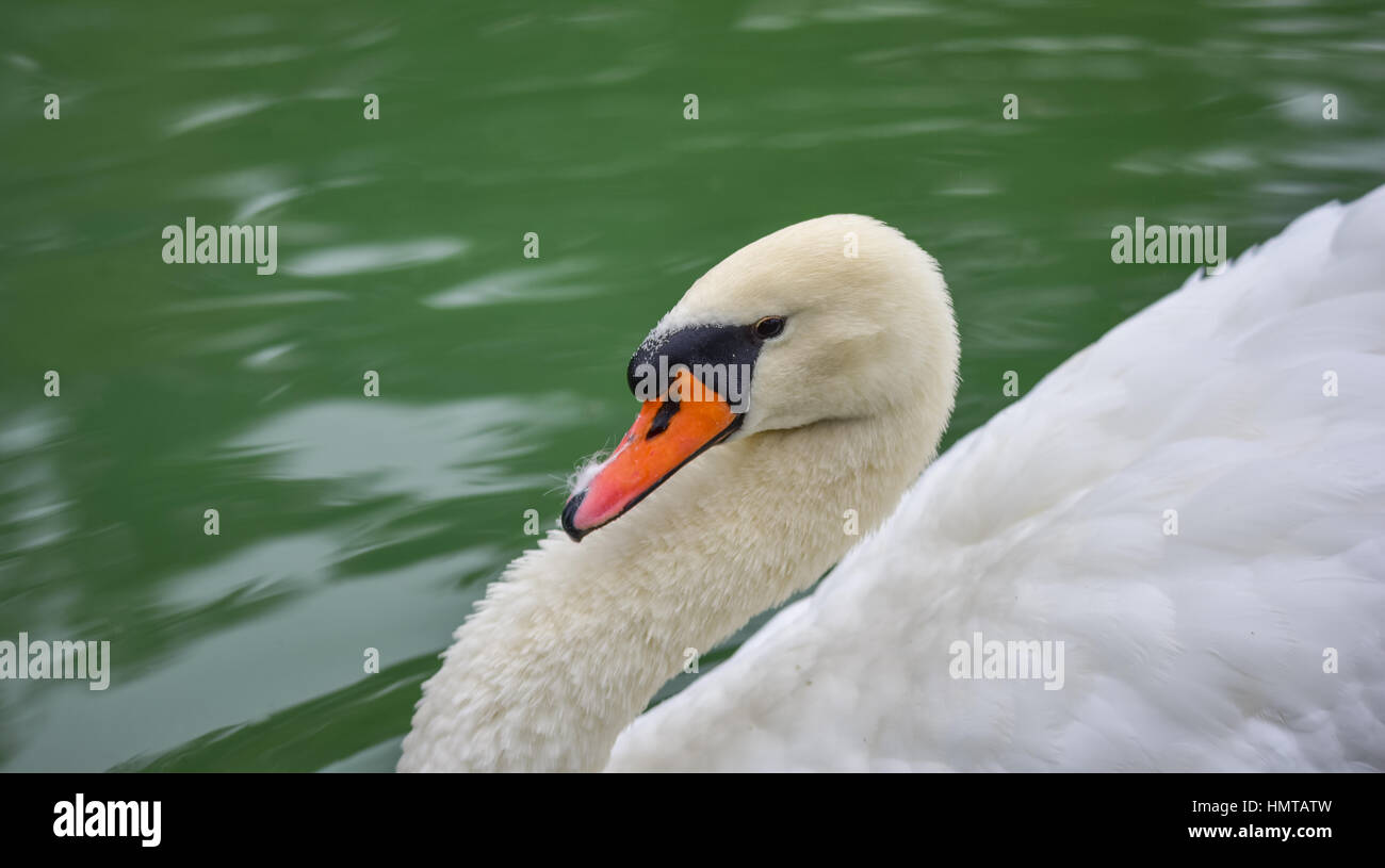 Swan nose hi-res stock photography and images - Alamy