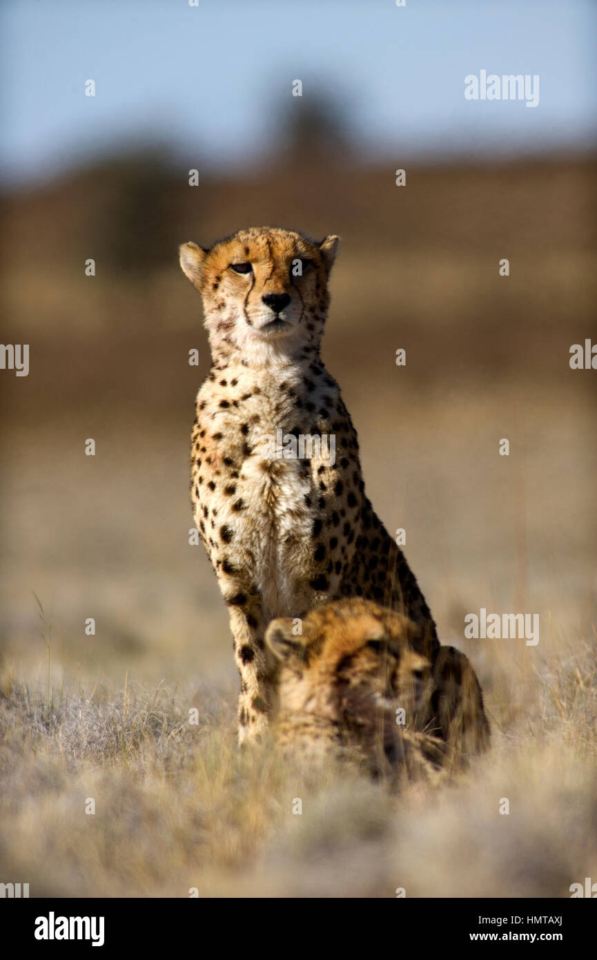 Fastest land animal hi-res stock photography and images - Alamy