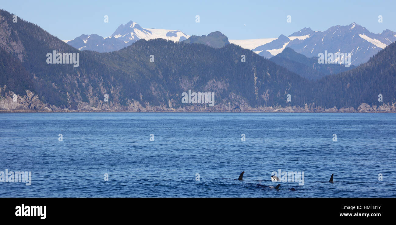 Orca Killer whales in Kenai Fjords National Park Alaska with mountains ...