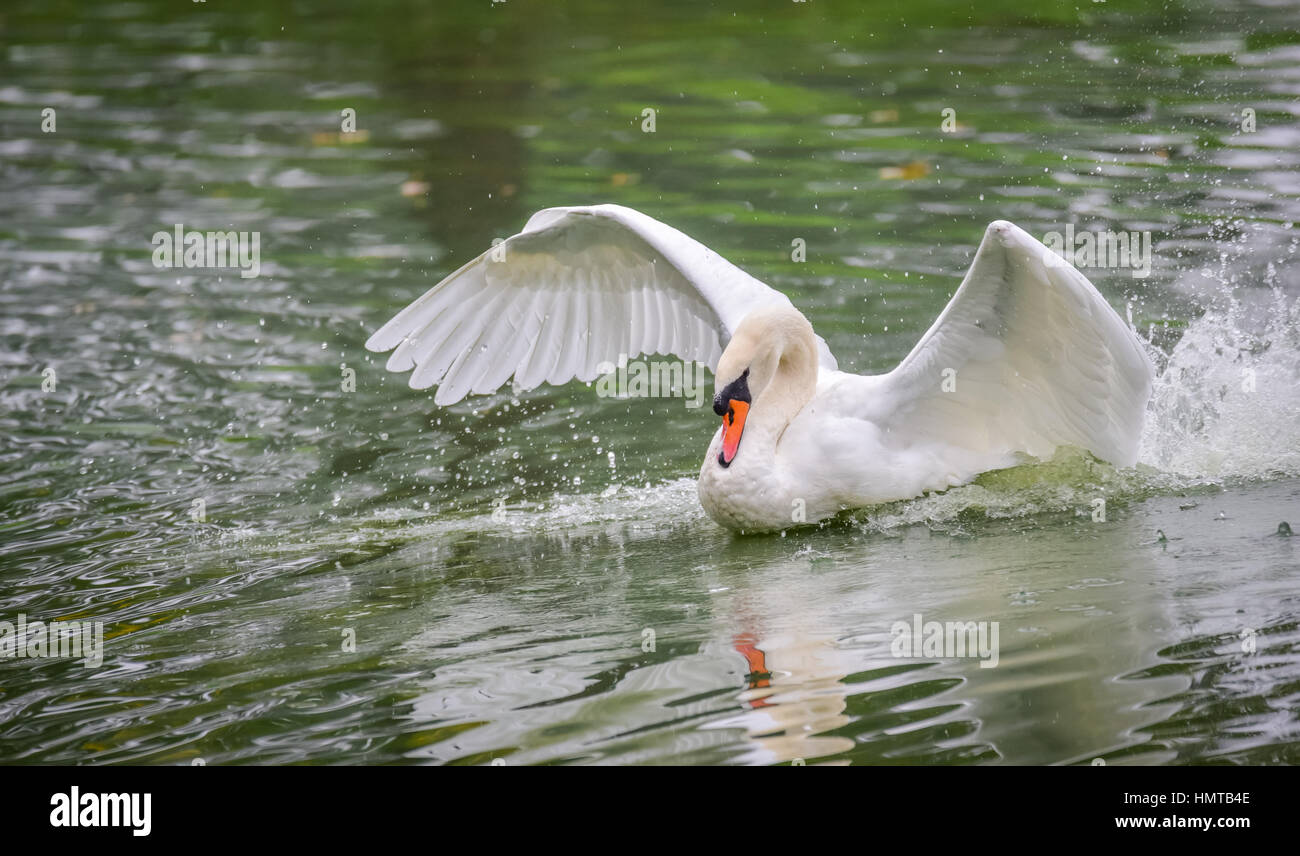 Graceful white Mute swan (Cygnus olor) lands on the water, wings spread ...