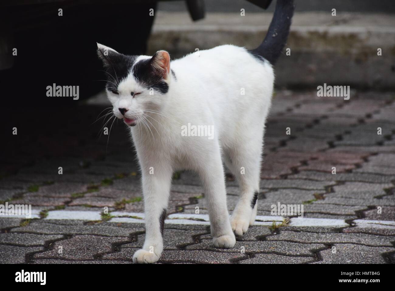 Black and white cat funny hi-res stock photography and images - Alamy