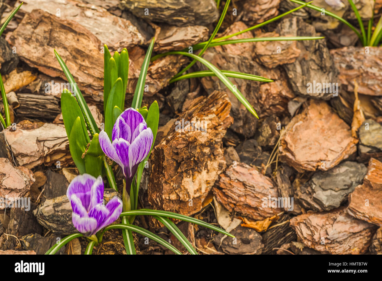 The first snowdrops Stock Photo - Alamy