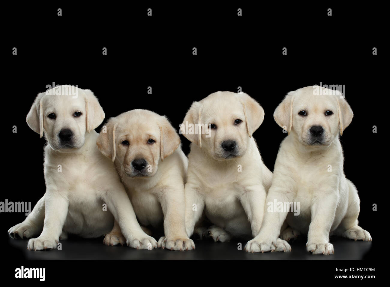 Four Labrador puppy isolated on Black background Stock Photo - Alamy