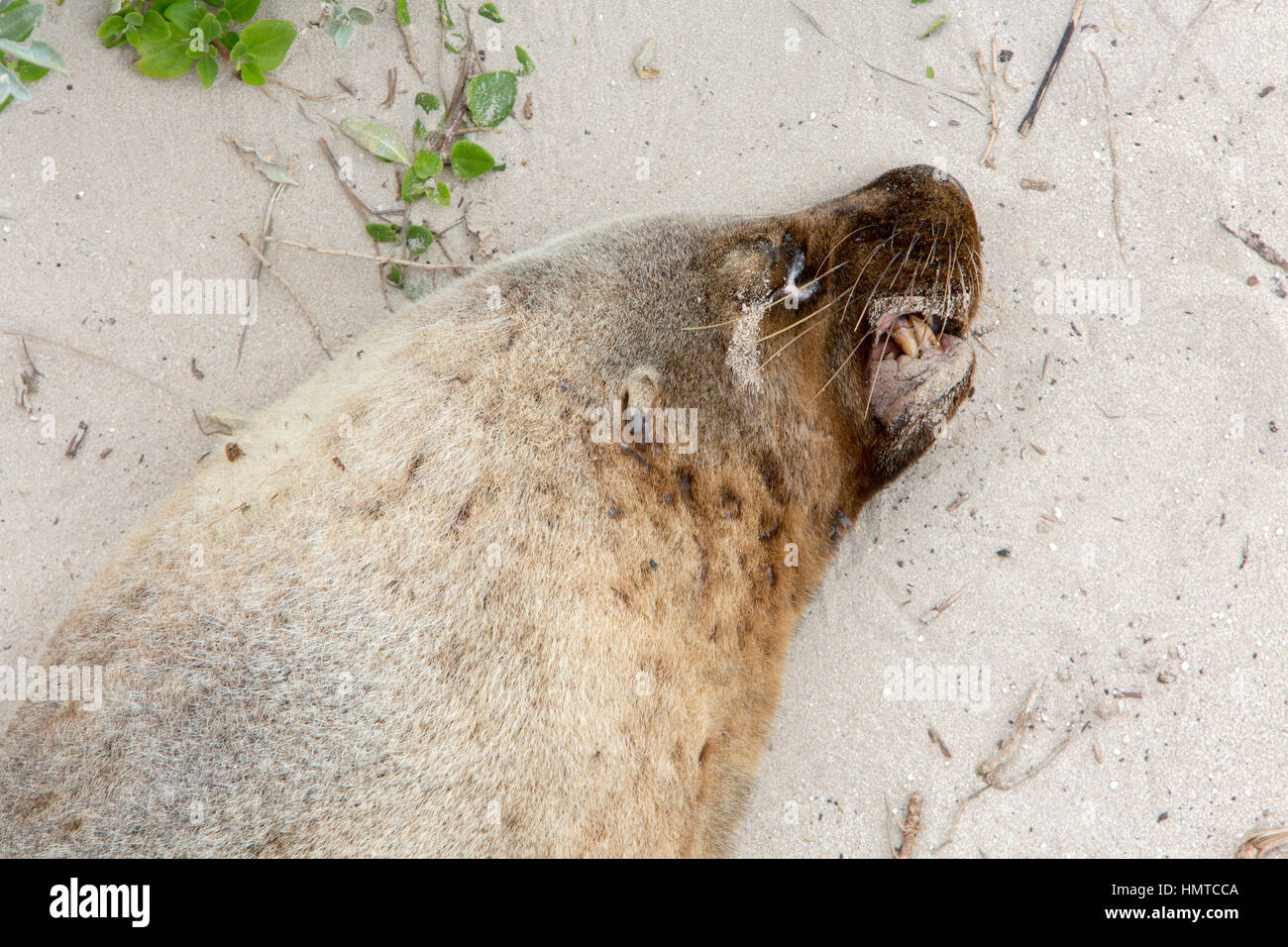 Seal bay on the south coast of Kangaroo Island cares for endangered ...
