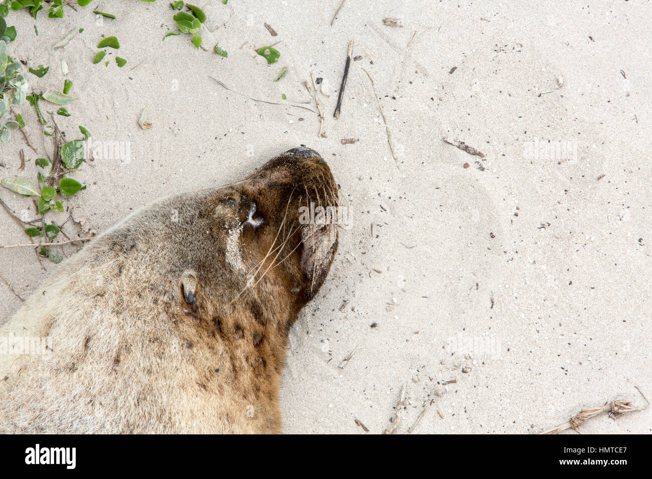 Seal bay on the south coast of Kangaroo Island cares for endangered ...