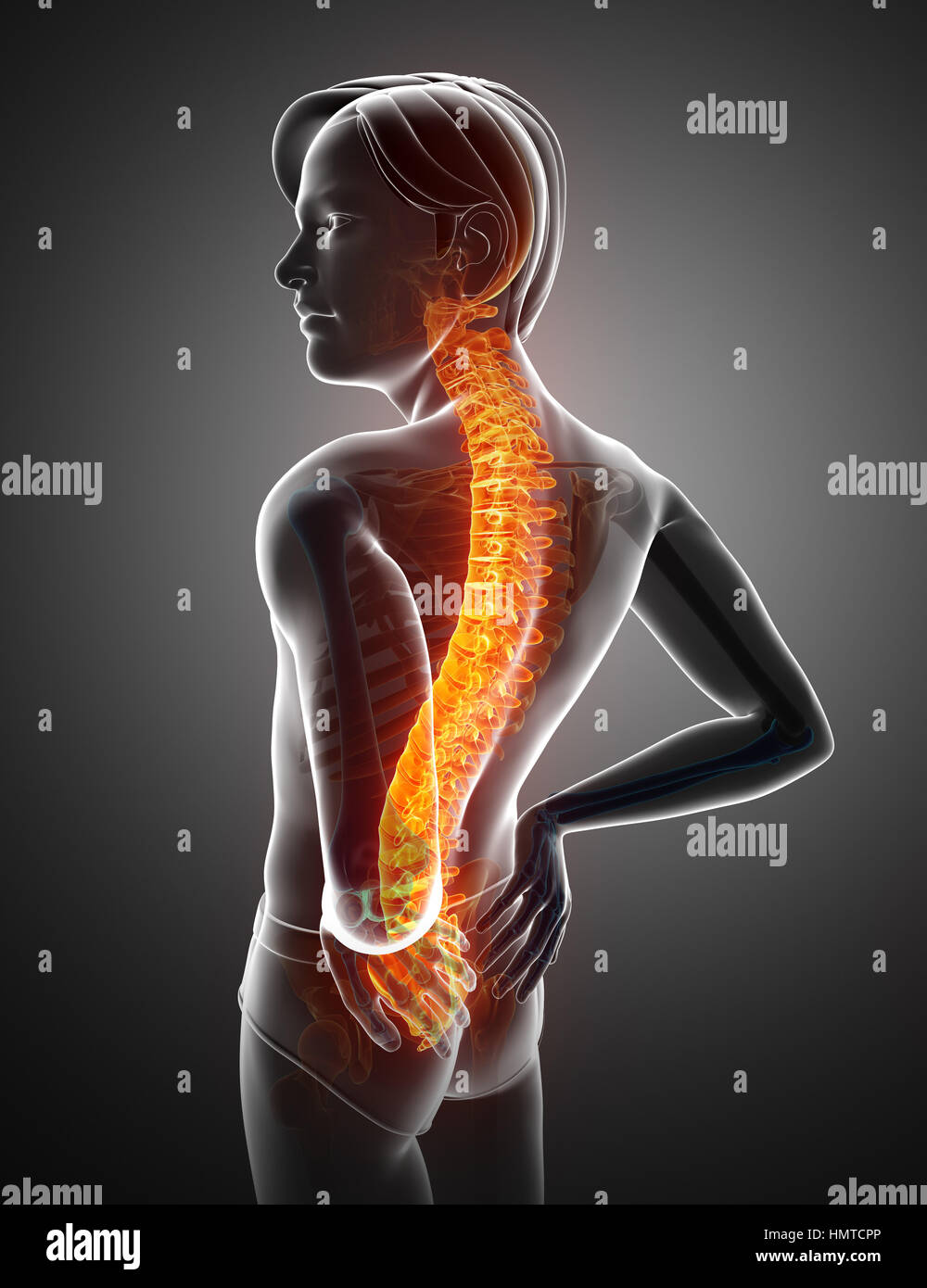 3D Illustration of male Feeling the back pain Stock Photo - Alamy