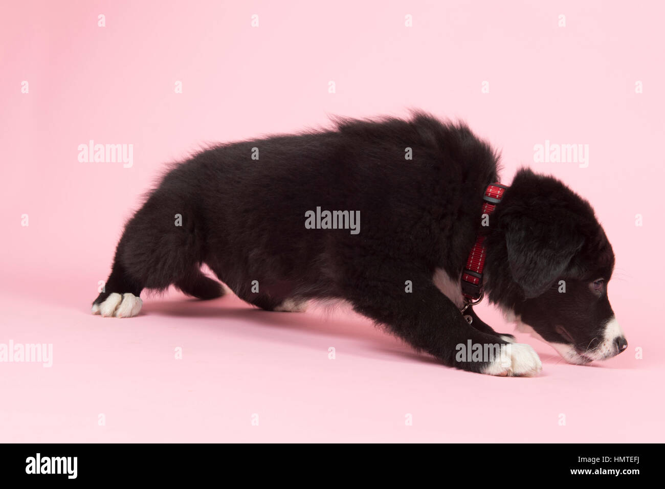 Cute border collie puppy on pink background Stock Photo - Alamy