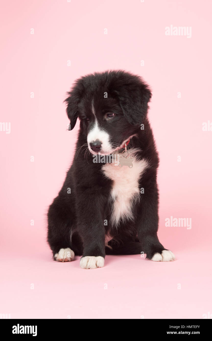 Cute border collie puppy on pink background Stock Photo - Alamy