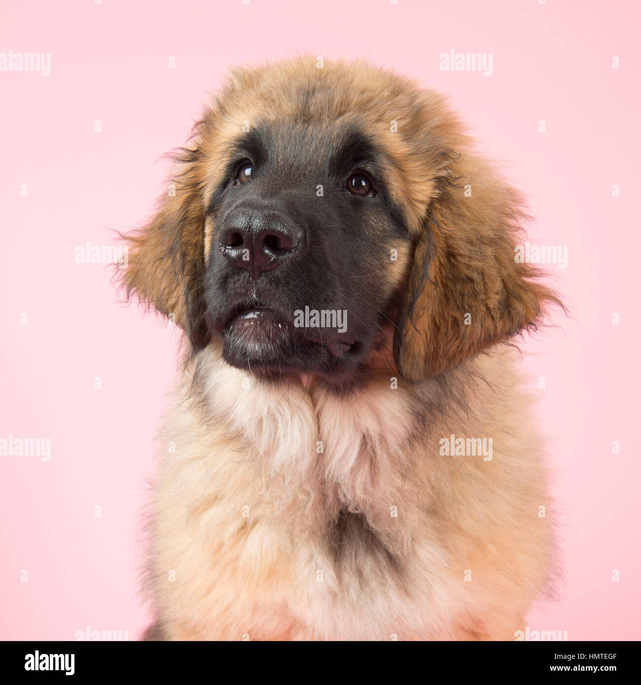 Cute Leonberger puppy on pink background Stock Photo - Alamy