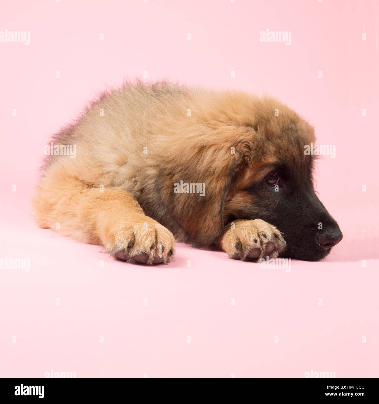 Cute Leonberger puppy on pink background Stock Photo - Alamy