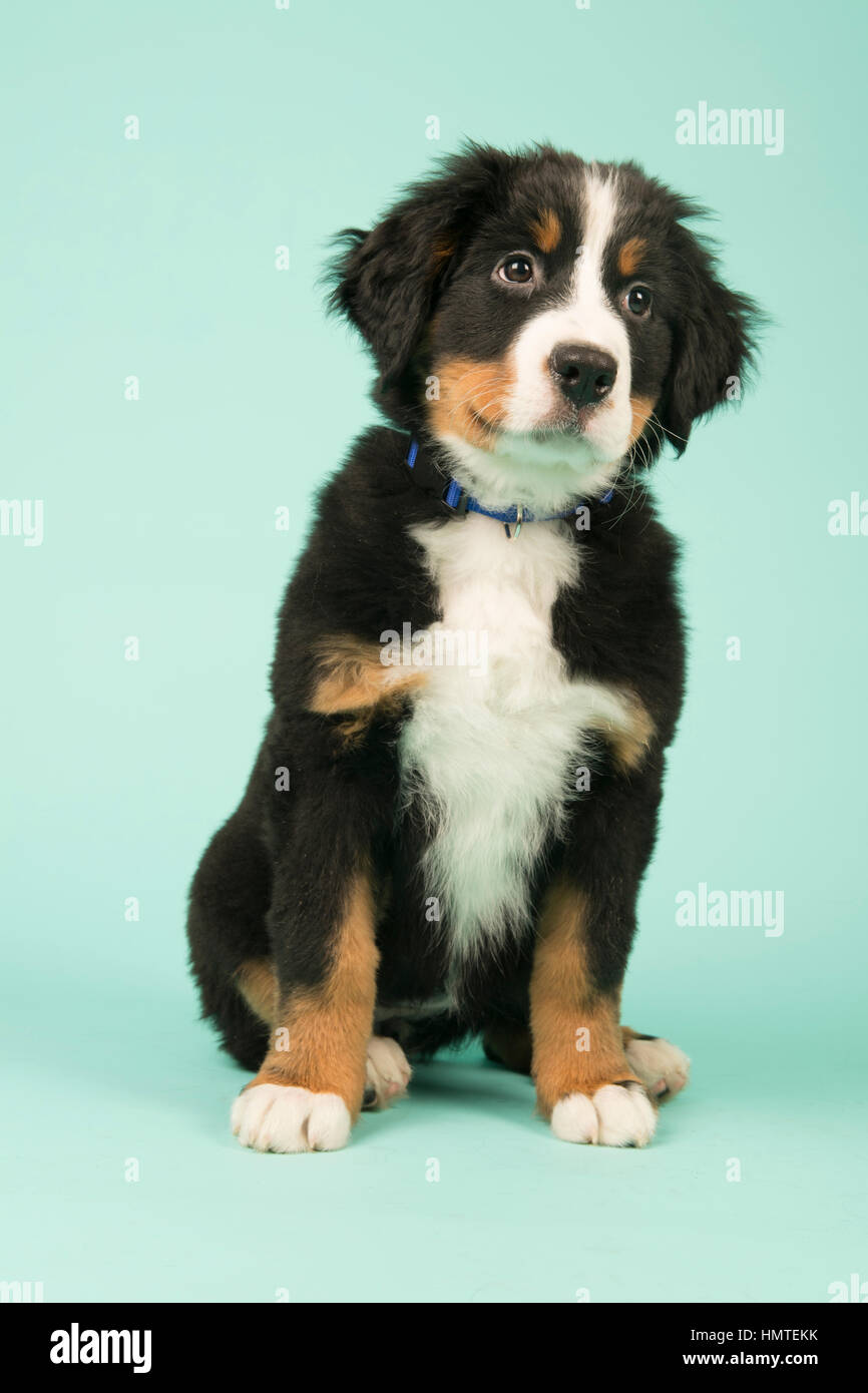 Cute little Bernese Mountain Dog puppy on green background Stock Photo ...