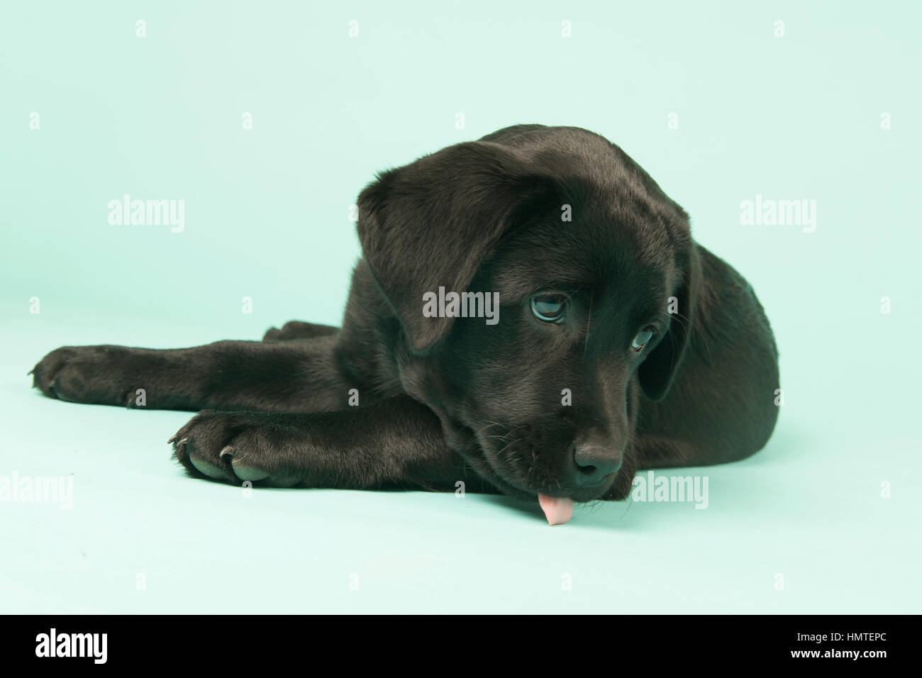 Cute little Chocolate Labrador puppy on green background Stock Photo ...