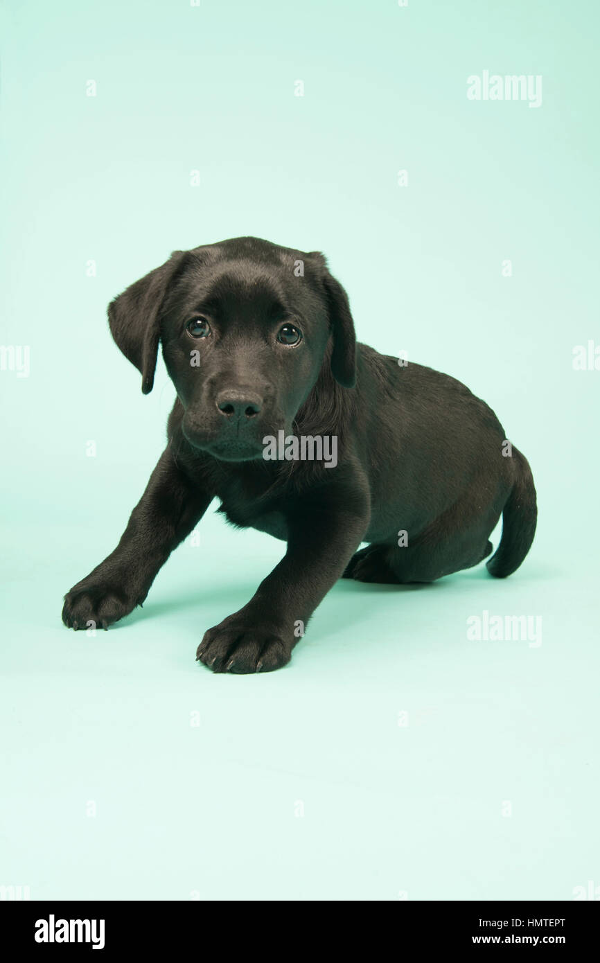 Cute little Chocolate Labrador puppy on green background Stock Photo ...