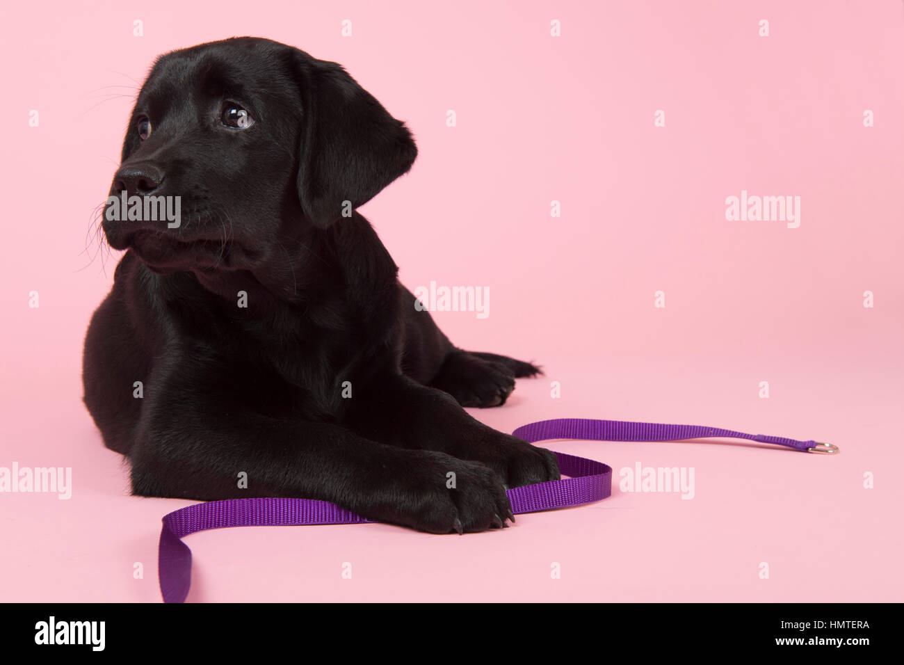 Cute little Chocolate Labrador puppy with leash on pink background ...