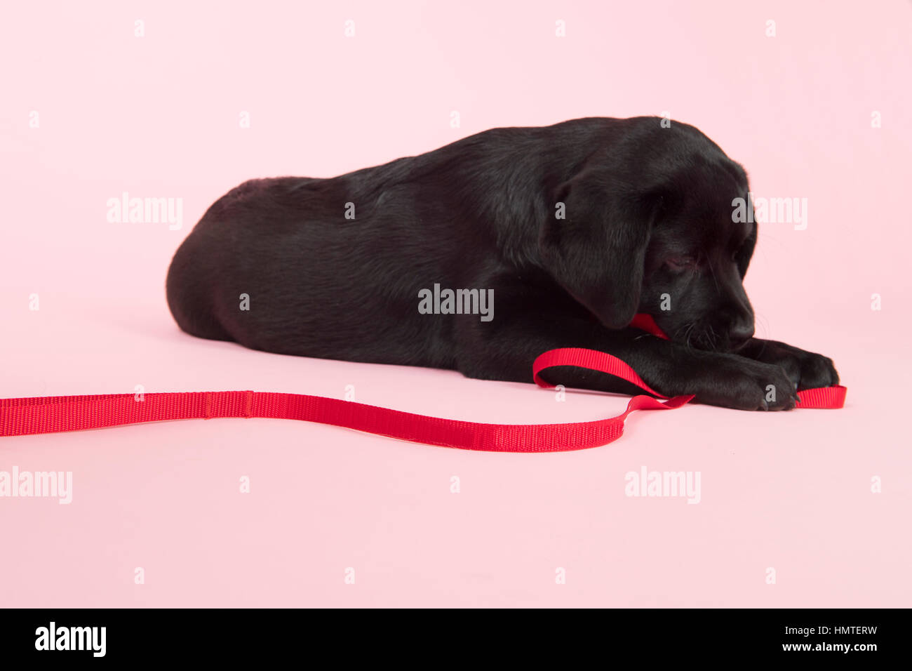 Cute little Chocolate Labrador puppy with leash on pink background ...