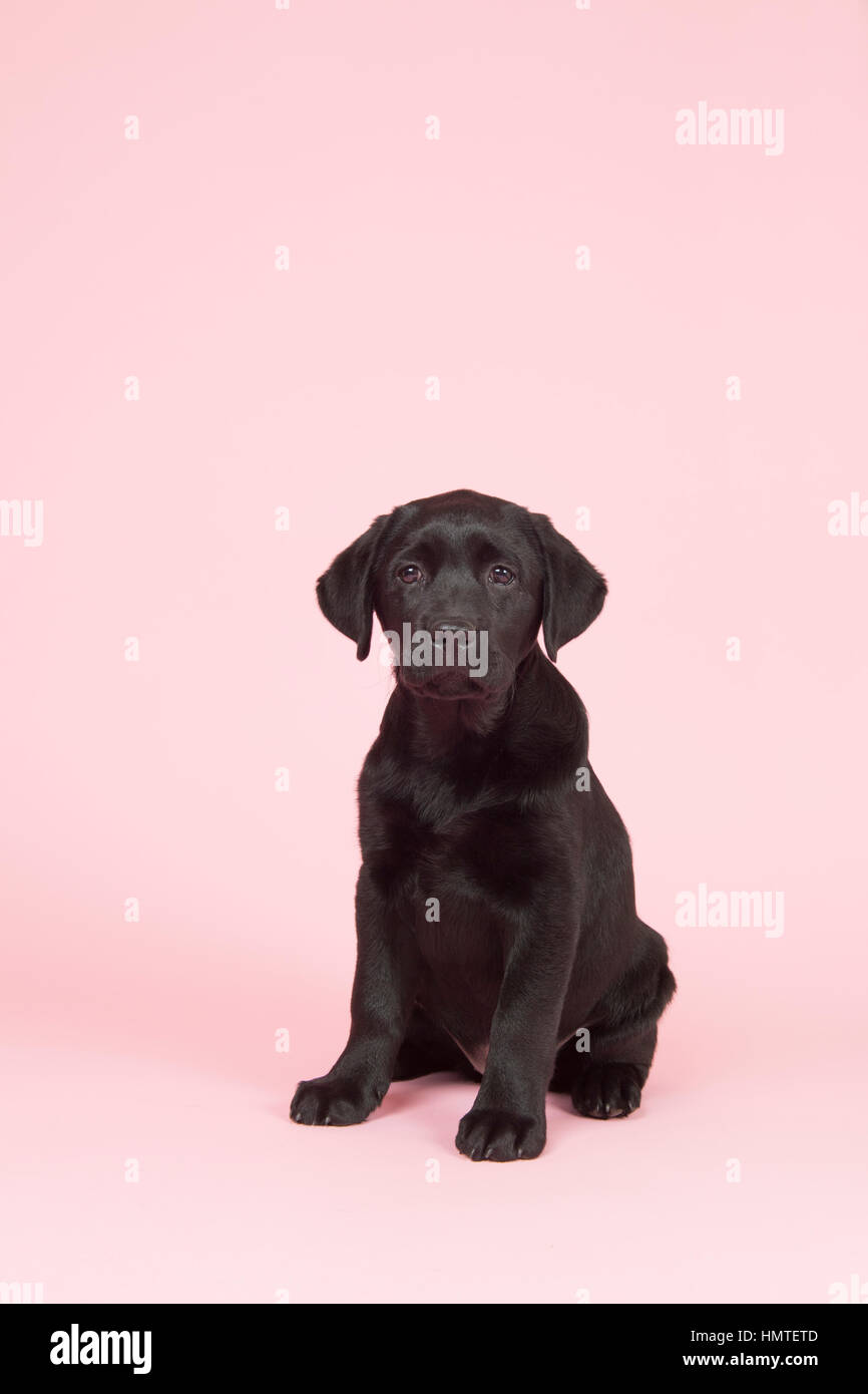 Cute little Chocolate Labrador puppy on pink background Stock Photo - Alamy