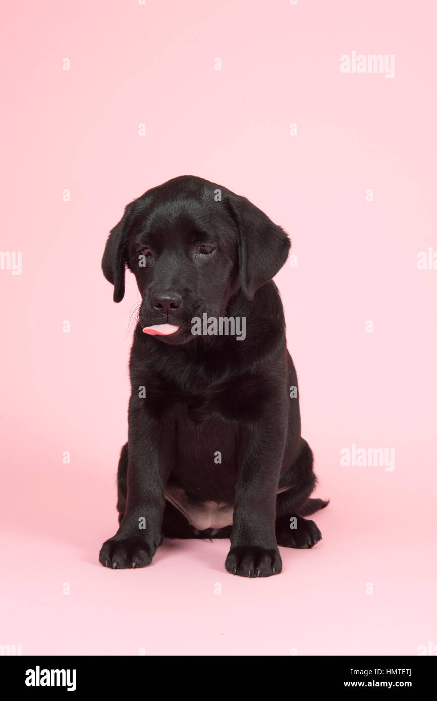 Cute little Chocolate Labrador puppy on pink background Stock Photo - Alamy