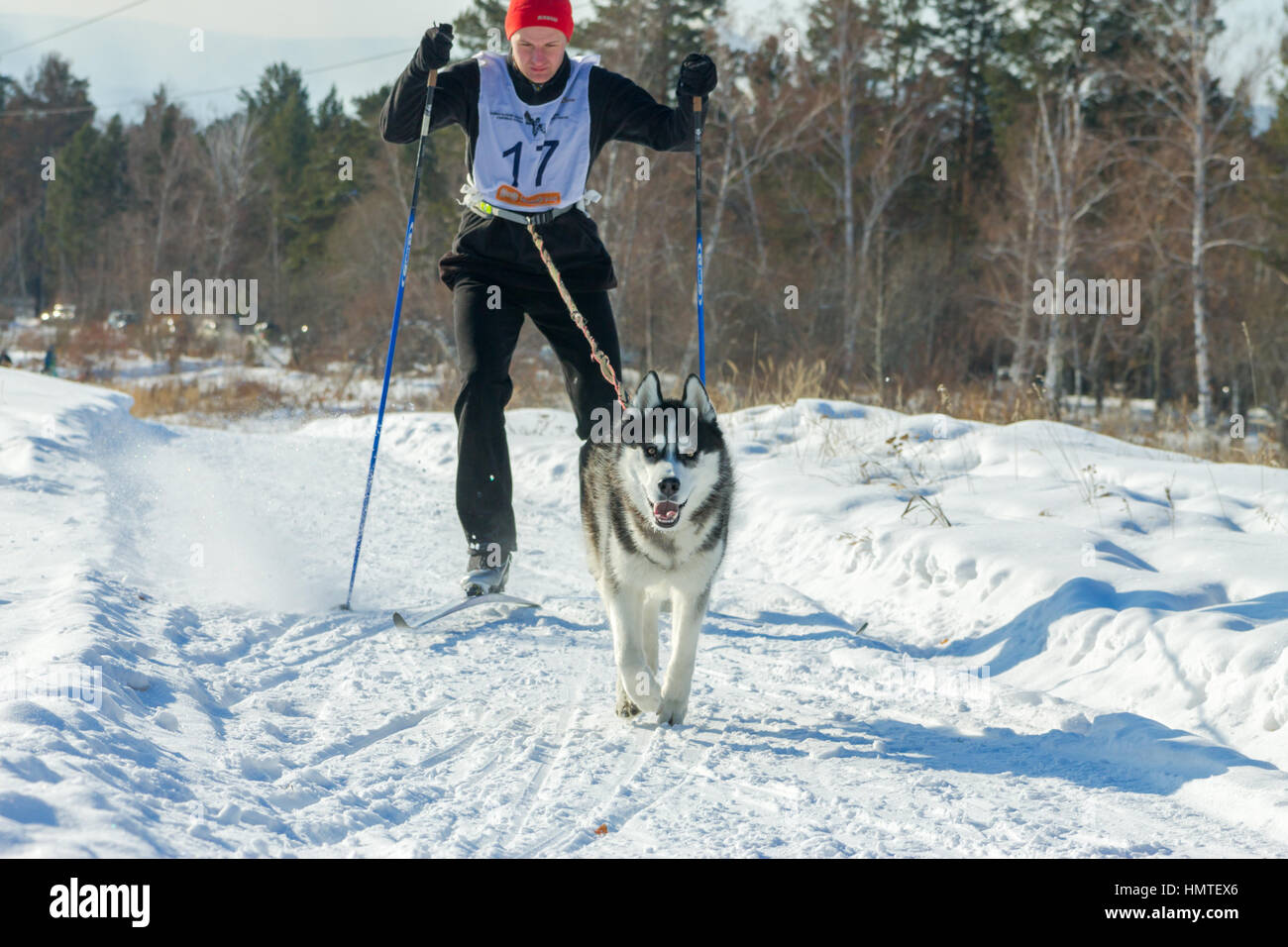 Skijoring dogs hi-res stock photography and images - Alamy