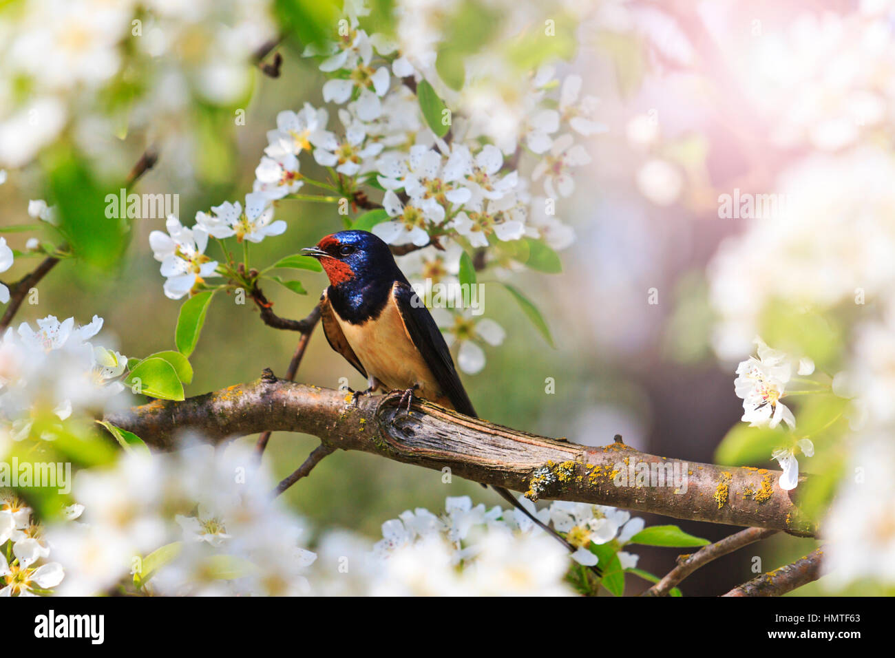 first swallow sitting among the flowers at sunset,early birds, spring ...