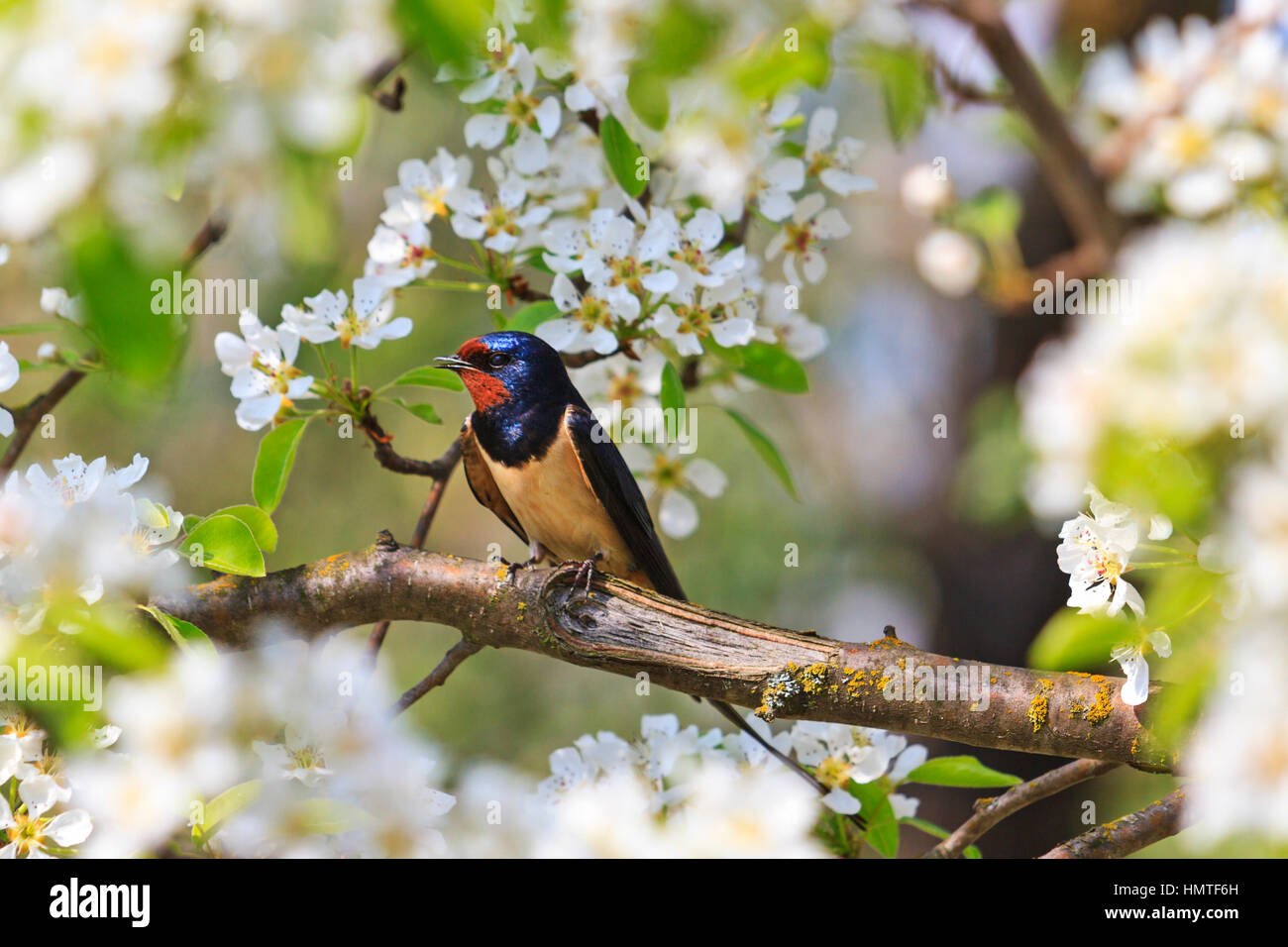 first swallow sitting among the flowers,early birds, spring, happiness ...