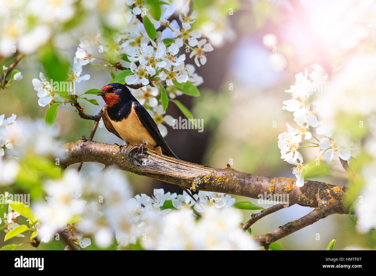 Apple martin hi-res stock photography and images - Alamy