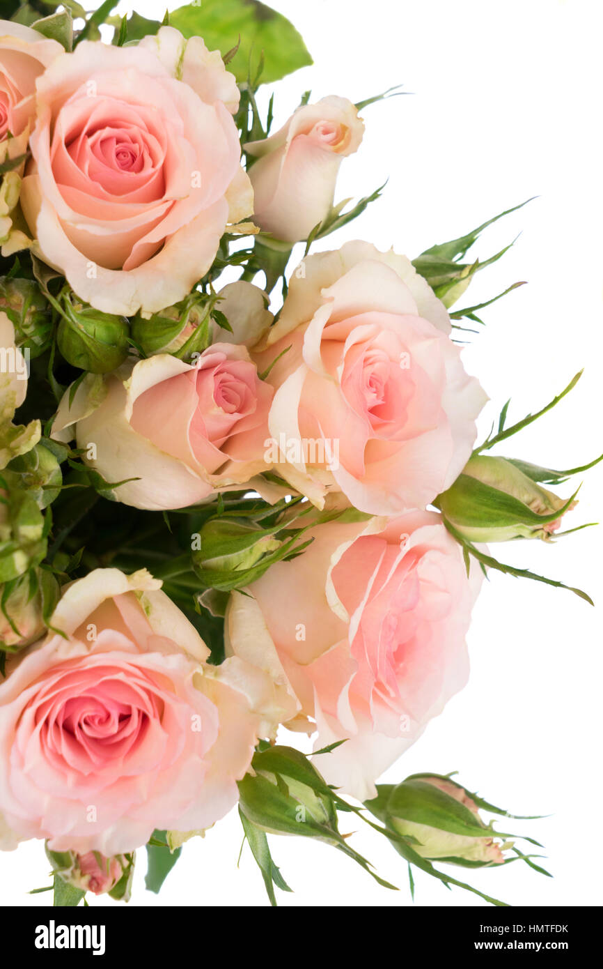 Violet blooming roses Stock Photo - Alamy