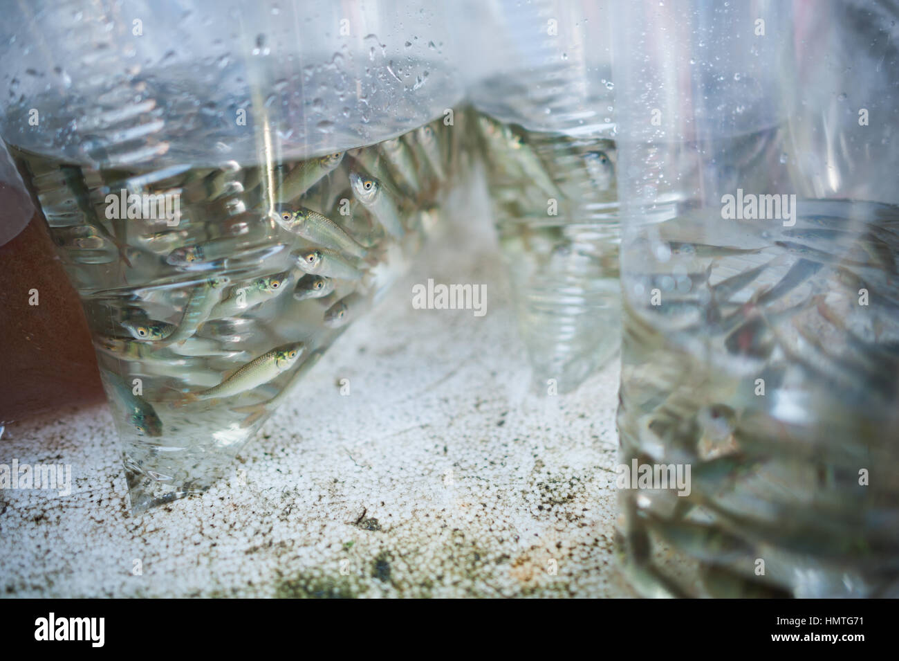 Fish in plastic bags, Chatuchak market, Bangkok Stock Photo - Alamy