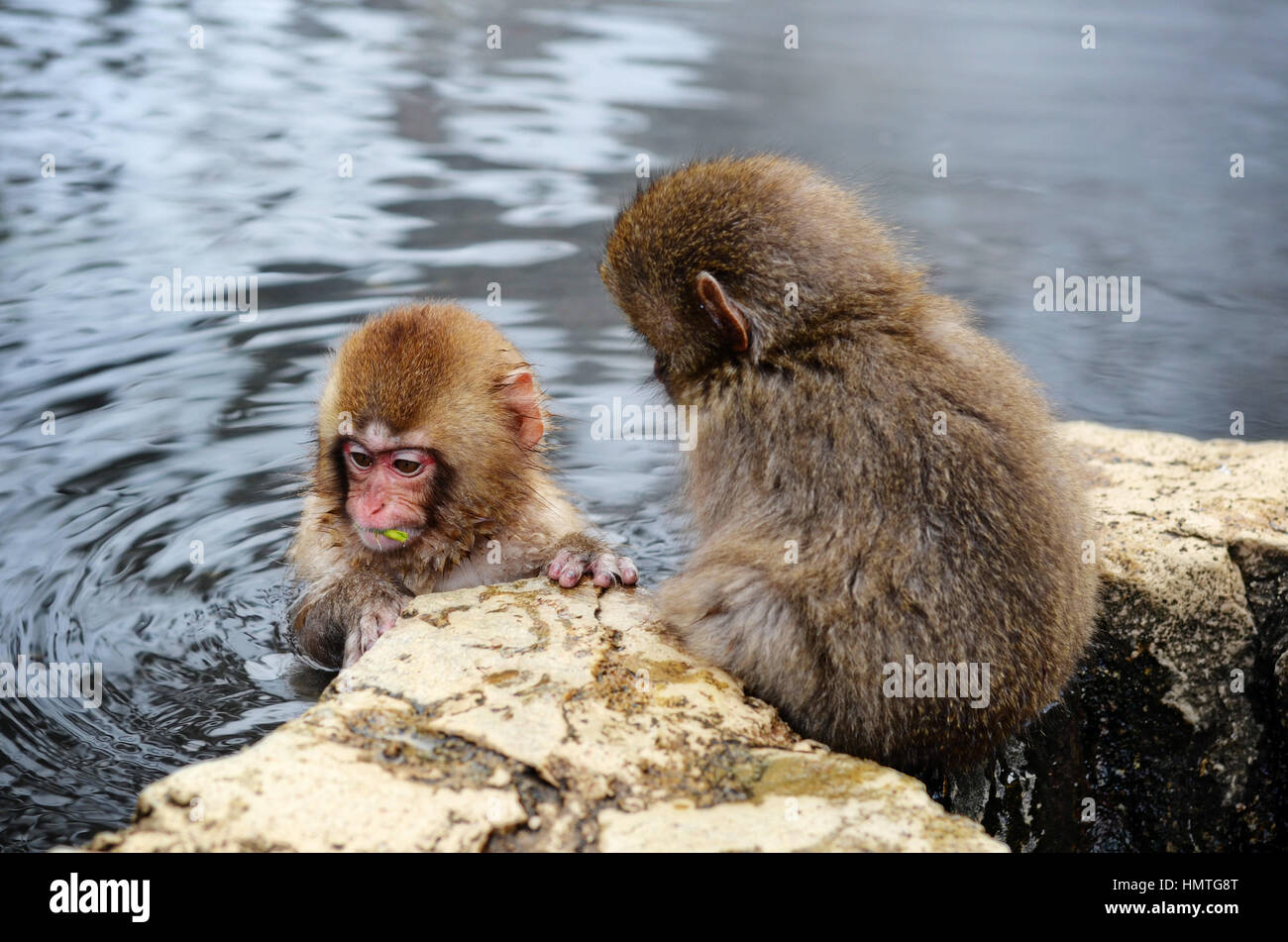Monkey in japanese hot springs hi-res stock photography and images - Alamy