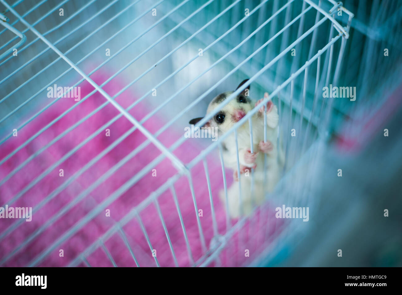 Small monkey in a cage, Chatuchak market, Bangkok Stock Photo - Alamy
