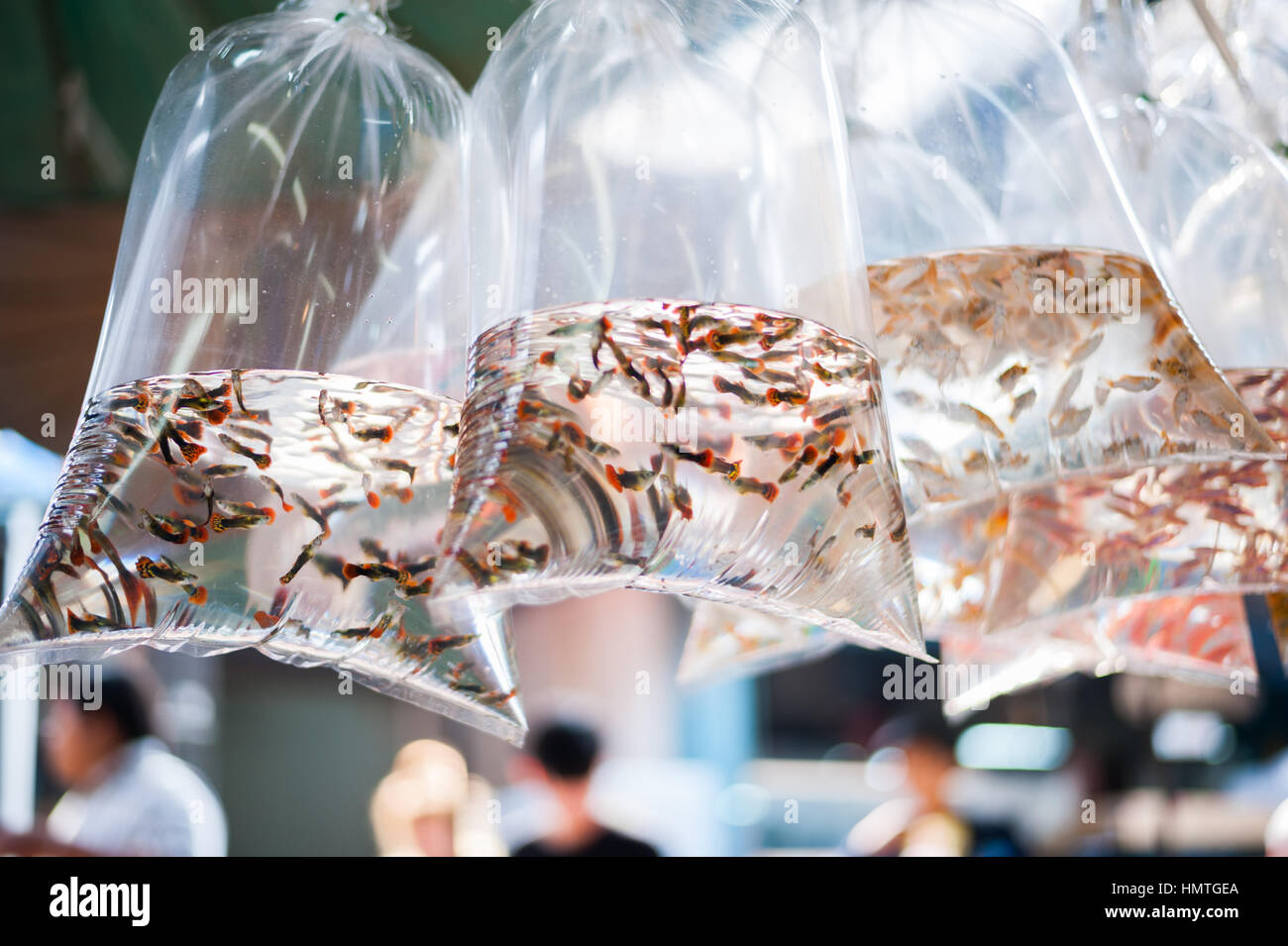 Fish in plastic bags, Chatuchak market, Bangkok Stock Photo - Alamy