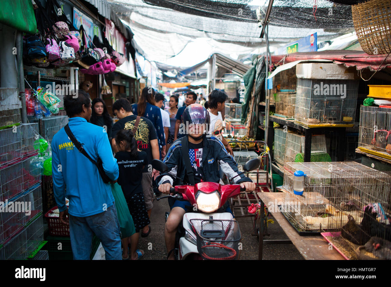 Chatuchak market animals hi-res stock photography and images - Alamy
