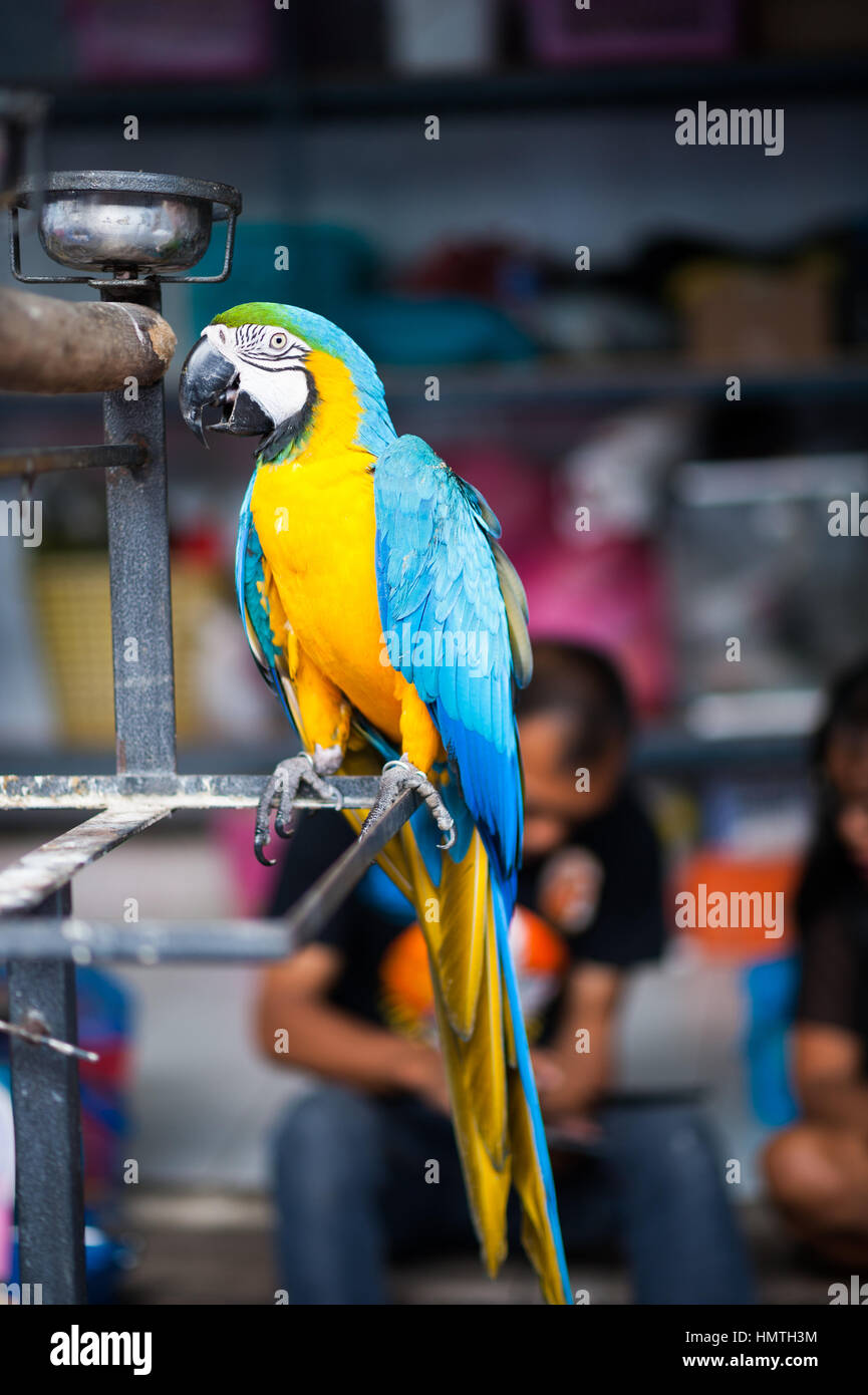 Parrot Ara in Chatuchak, Bangkok Stock Photo - Alamy