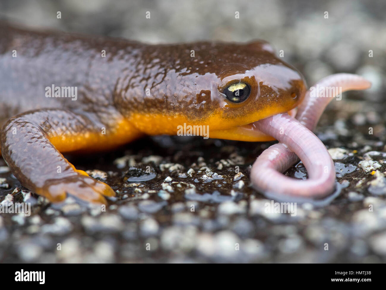 Rough skinned newt hi-res stock photography and images - Alamy