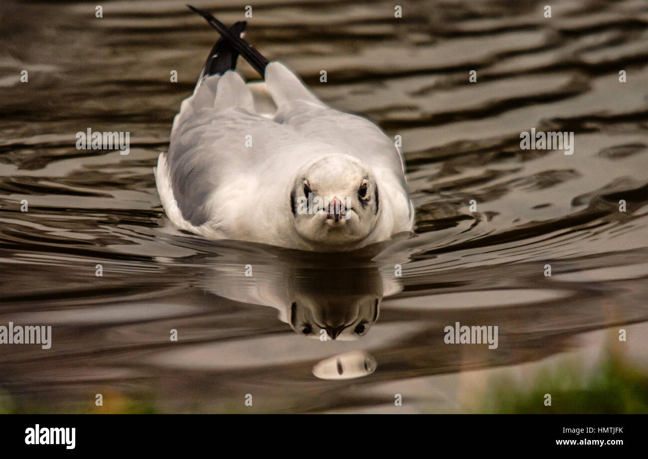 Nodding duck hi-res stock photography and images - Alamy