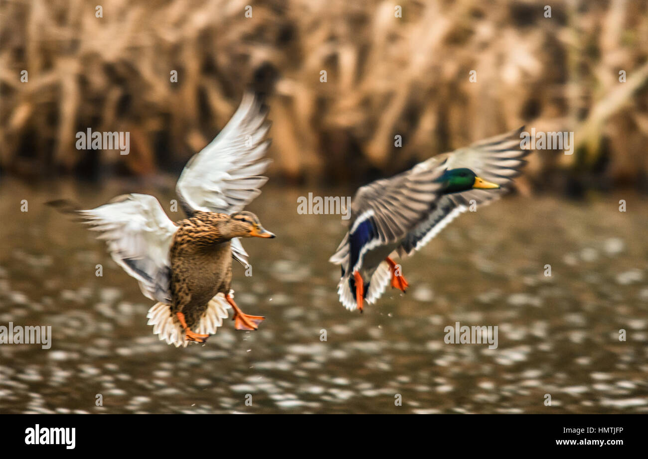 Nodding duck hi-res stock photography and images - Alamy