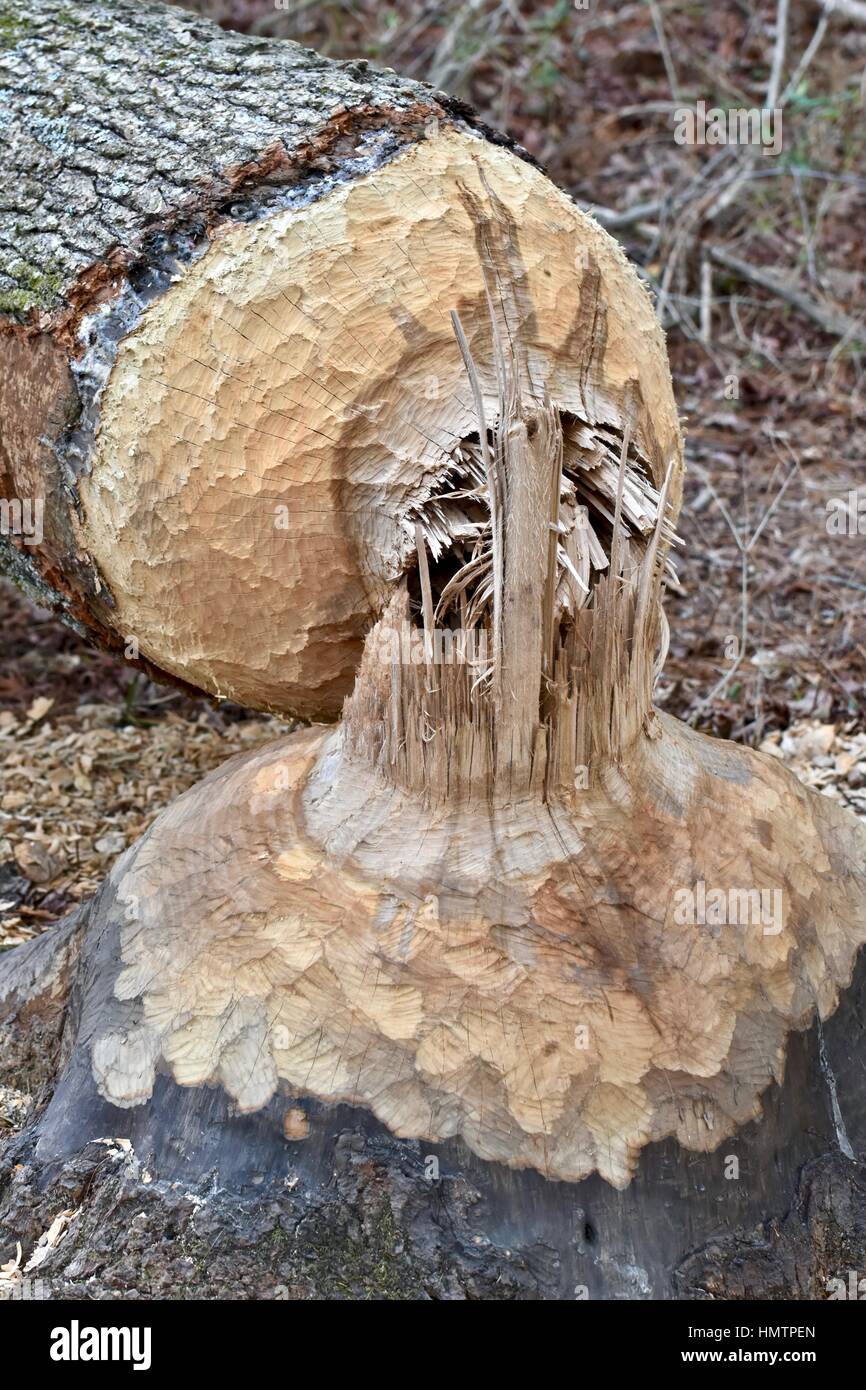 Laurel, USA. 5th Feb, 2017. A large tree freshly cut down by a beaver ...