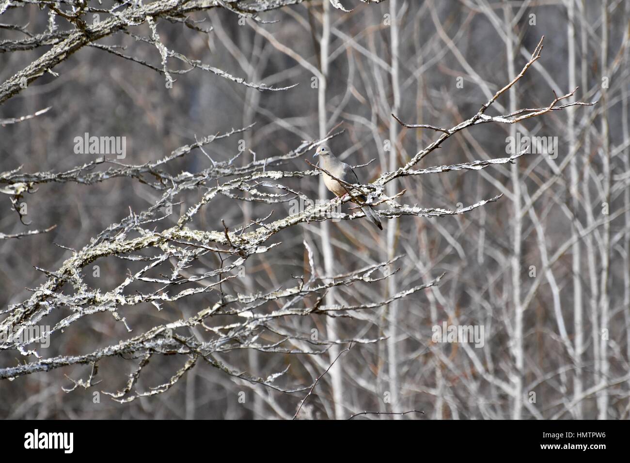 Dove family hi-res stock photography and images - Alamy