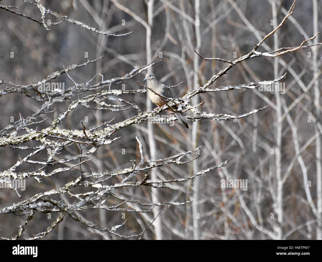 Dove family hi-res stock photography and images - Alamy